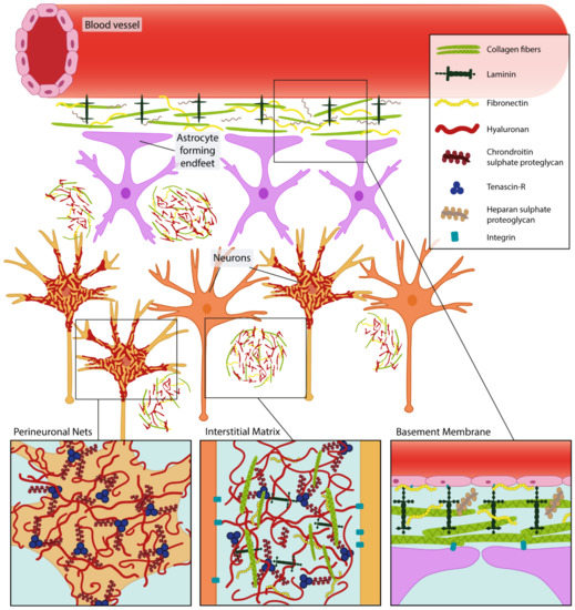 Altered Extracellular Matrix as an Alternative Risk Factor for ...