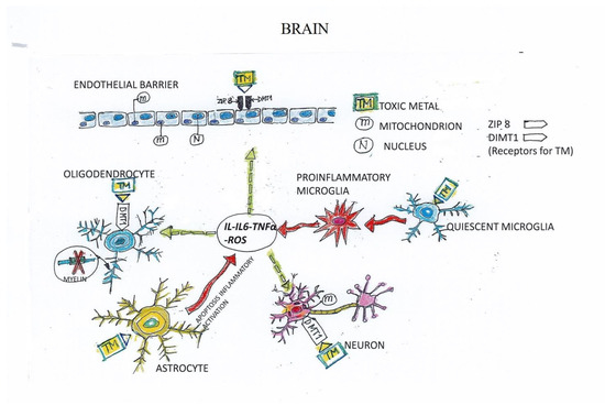 Neuron Protection by EDTA May Explain the Successful Outcomes of Toxic ...