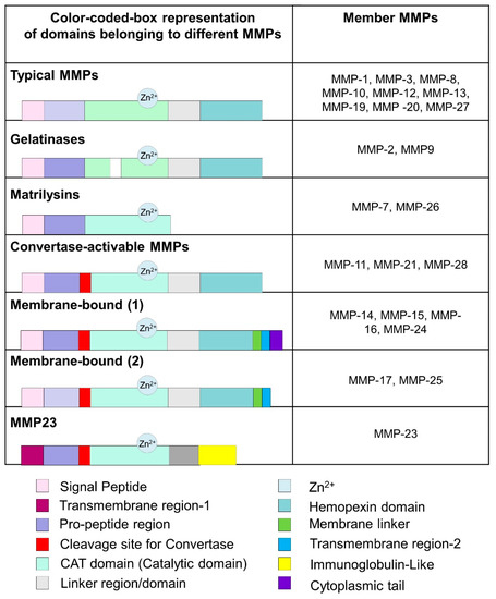 Role of Matrix Metalloproteinases in Musculoskeletal Diseases