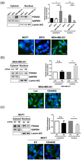 CD44 Promotes Breast Cancer Metastasis through AKT-Mediated ...