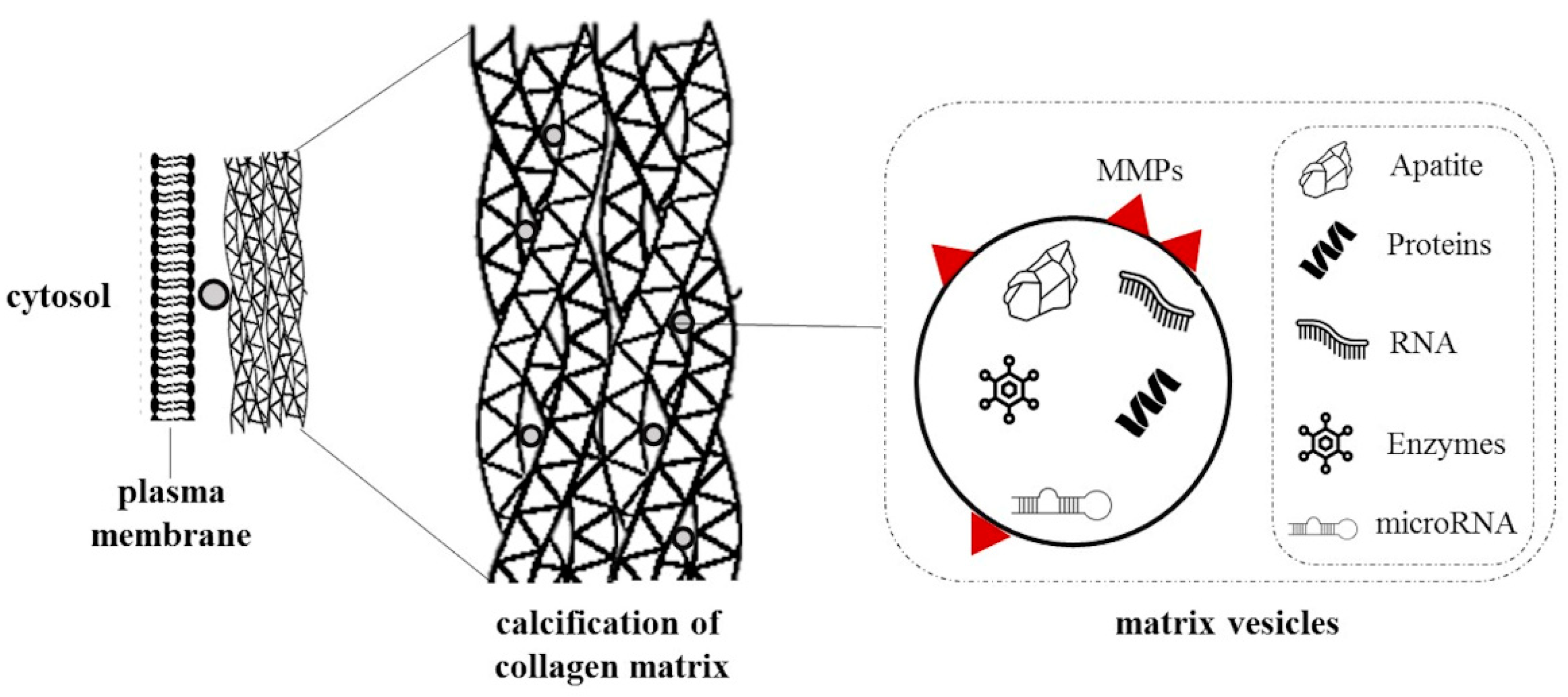 Vascular Calcification: In Vitro Models under the Magnifying Glass