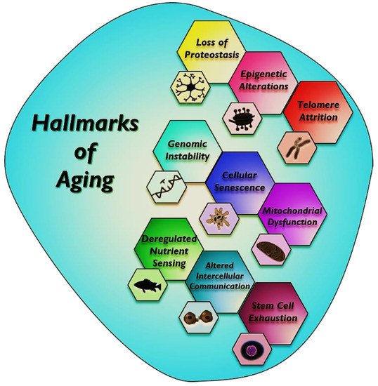Therapeutic Antiaging Strategies