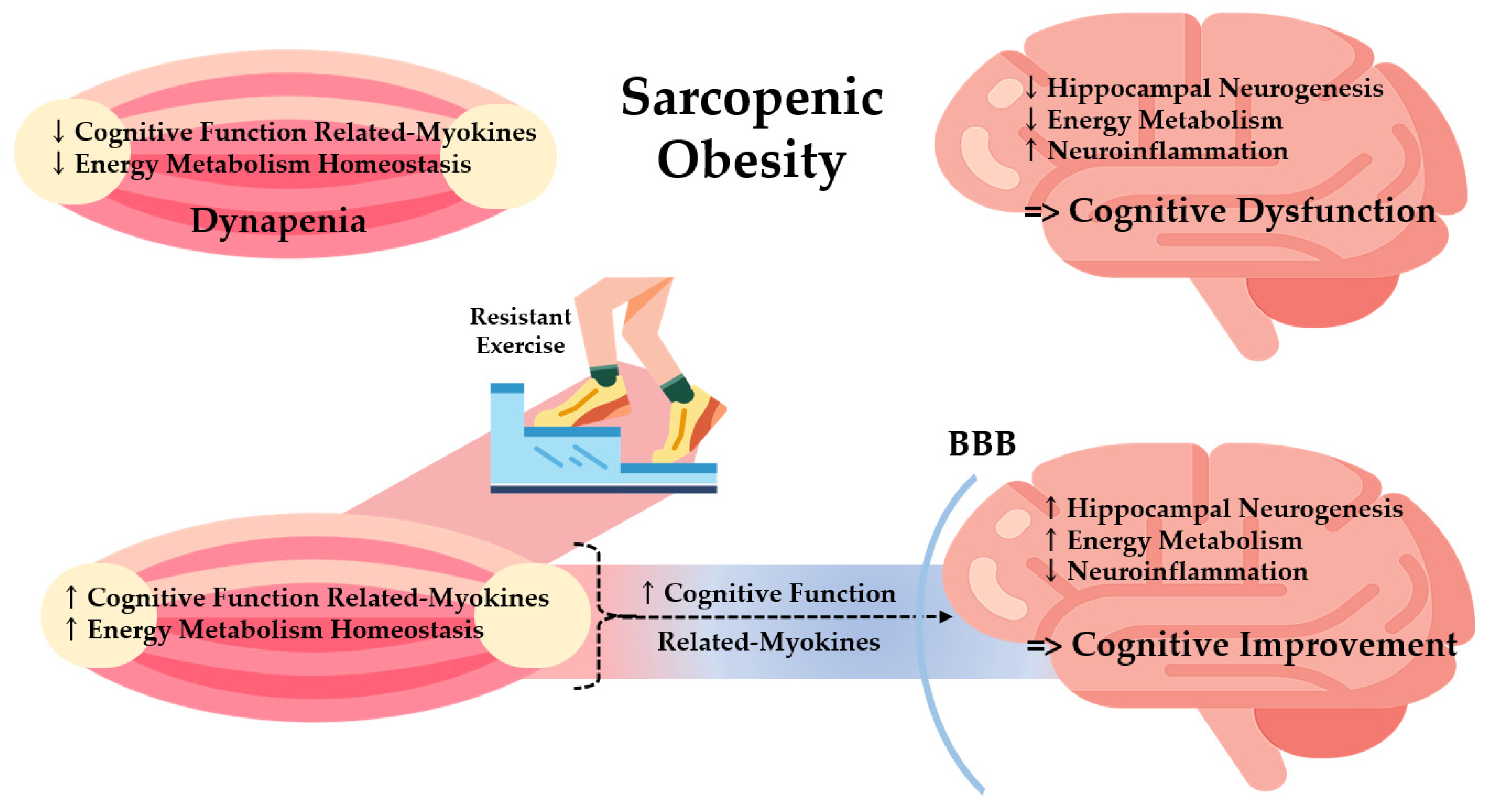 Potential Effects of Resistant Exercise on Cognitive and Muscle ...