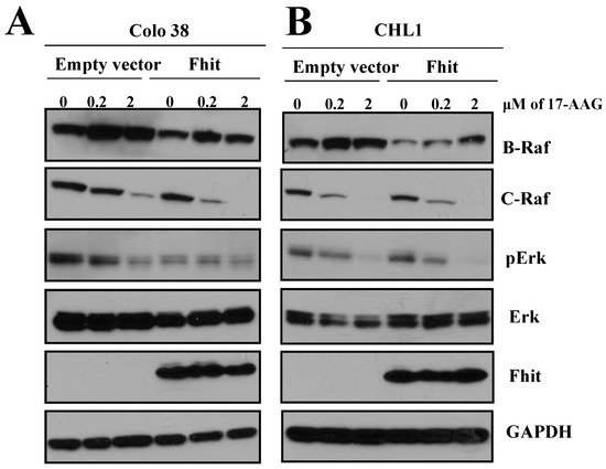 The Tumour Suppressor Fhit Protein Activates C-Raf Ubiquitination and ...