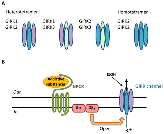 GIRK Channels as Candidate Targets for the Treatment of Substance Use ...