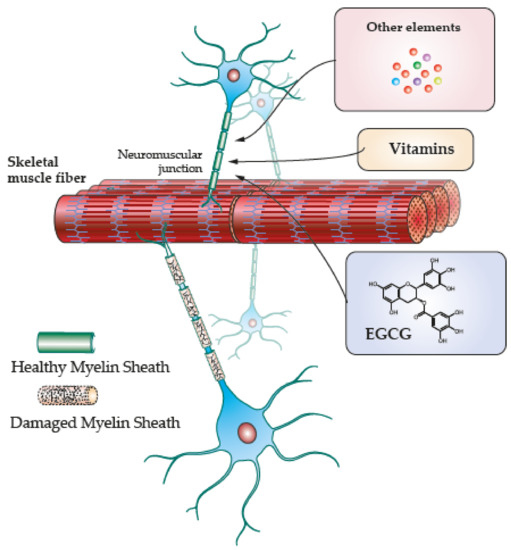 Exogenous Antioxidants in Remyelination and Skeletal Muscle Recovery