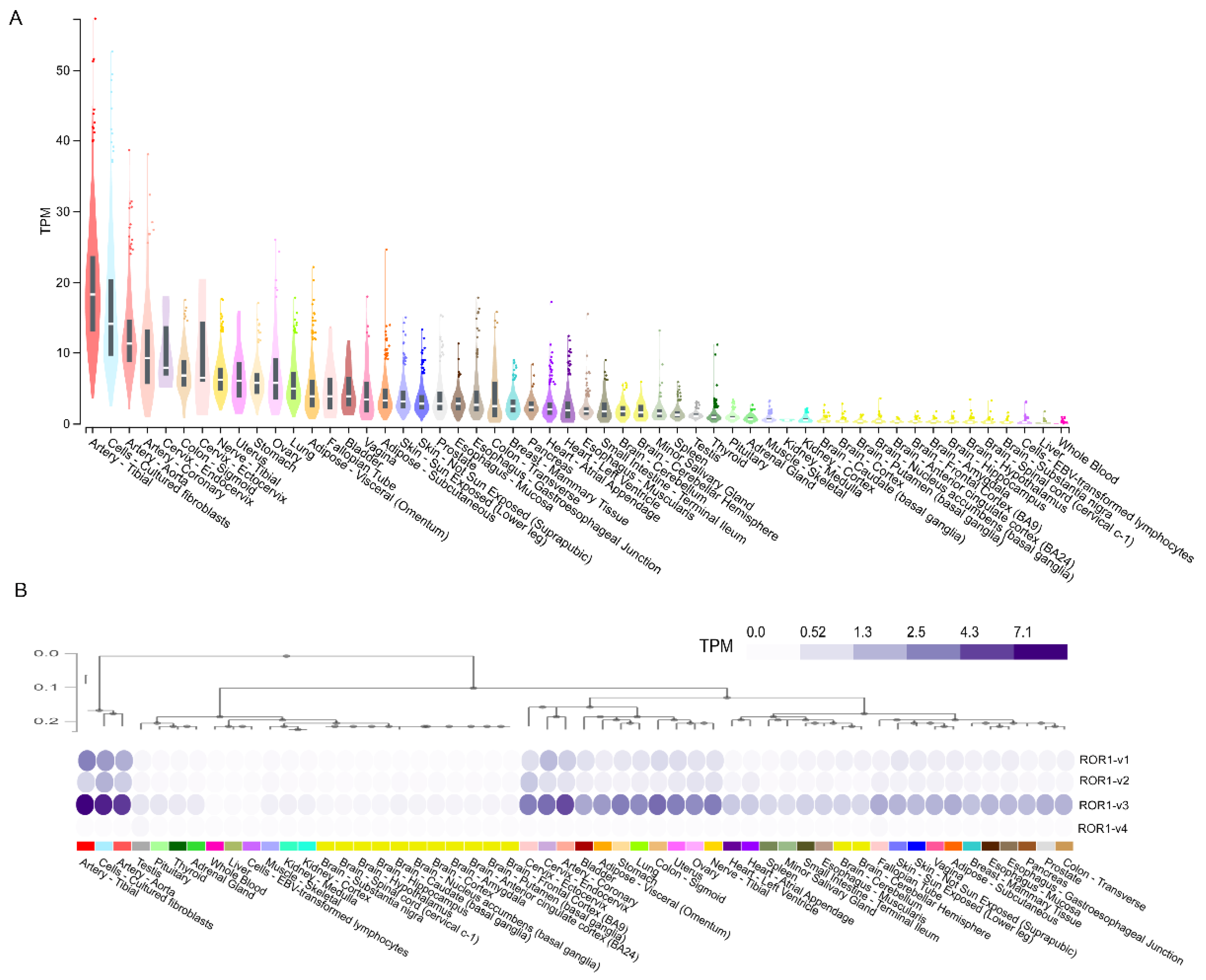 Pan-Tissue and -Cancer Analysis of ROR1 and ROR2 Transcript Variants Identify Novel Functional ...