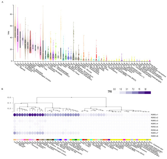 Pan-Tissue and -Cancer Analysis of ROR1 and ROR2 Transcript Variants ...