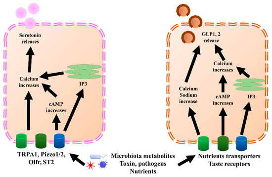 Involvement of Intestinal Enteroendocrine Cells in Neurological and ...