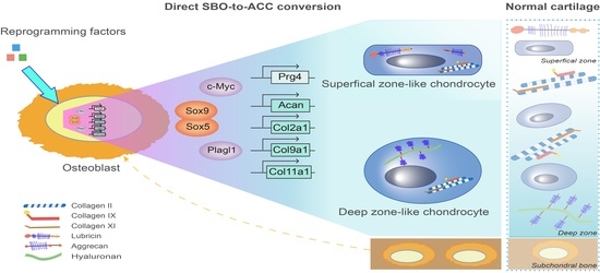 Biomedicines | Free Full-Text | Direct Reprogramming of Mouse ...