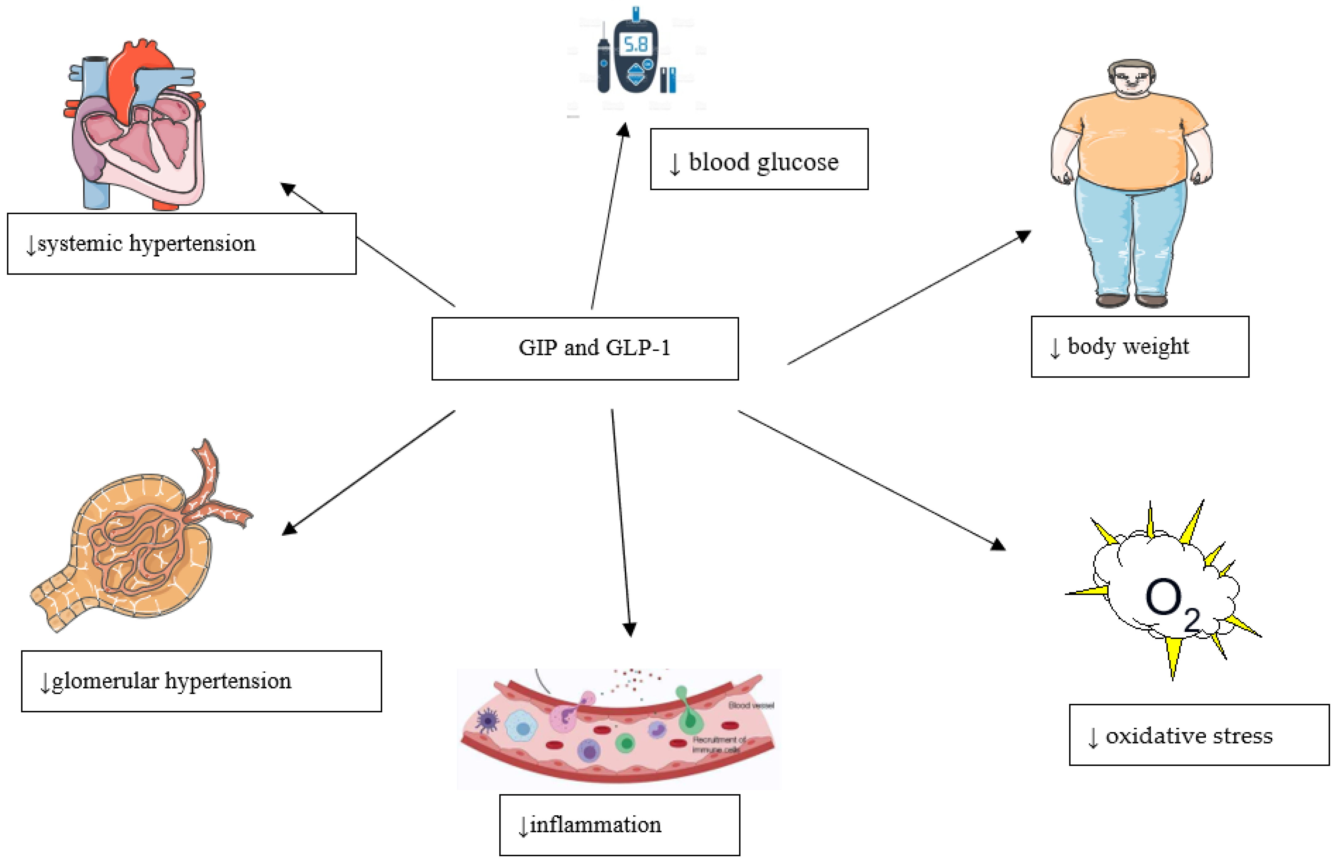Nephroprotective Properties of the Glucose-Dependent Insulinotropic Polypeptide (GIP) and ...