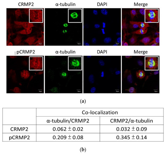 Implication of Adipogenesis-Coupled CRMP2 Functional Profile in ...