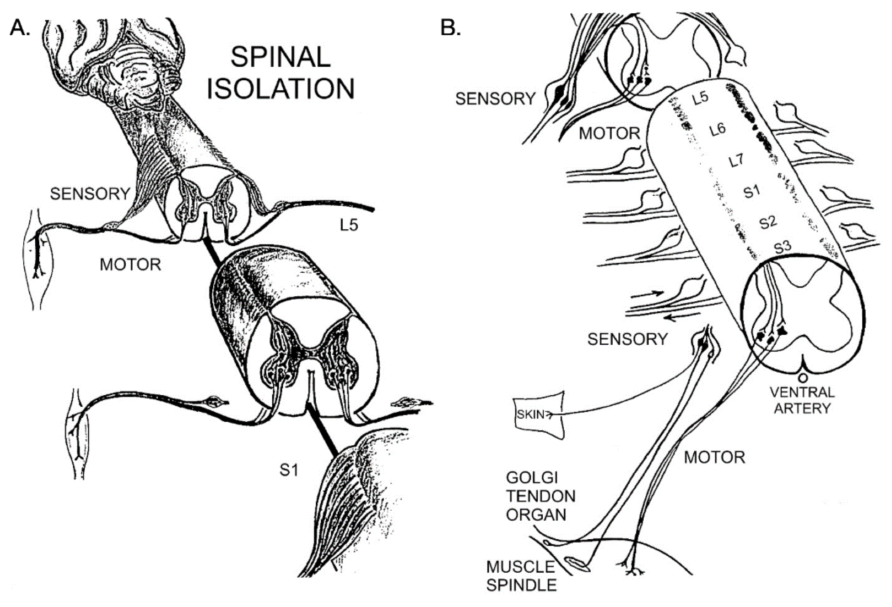Biomedicines | Free Full-Text | Enlargement of the Nerve Fibers of ...