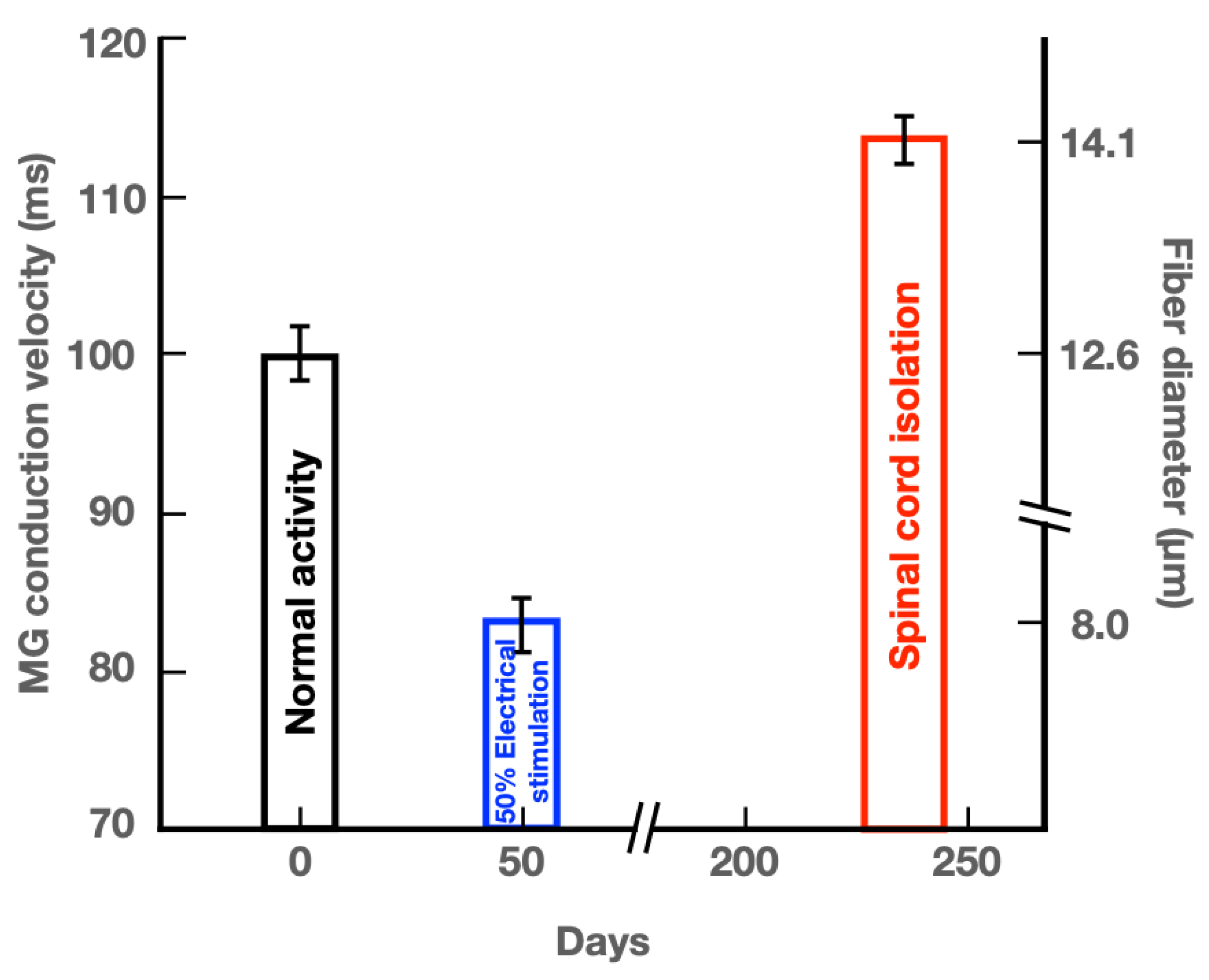 Biomedicines | Free Full-Text | Enlargement of the Nerve Fibers of ...