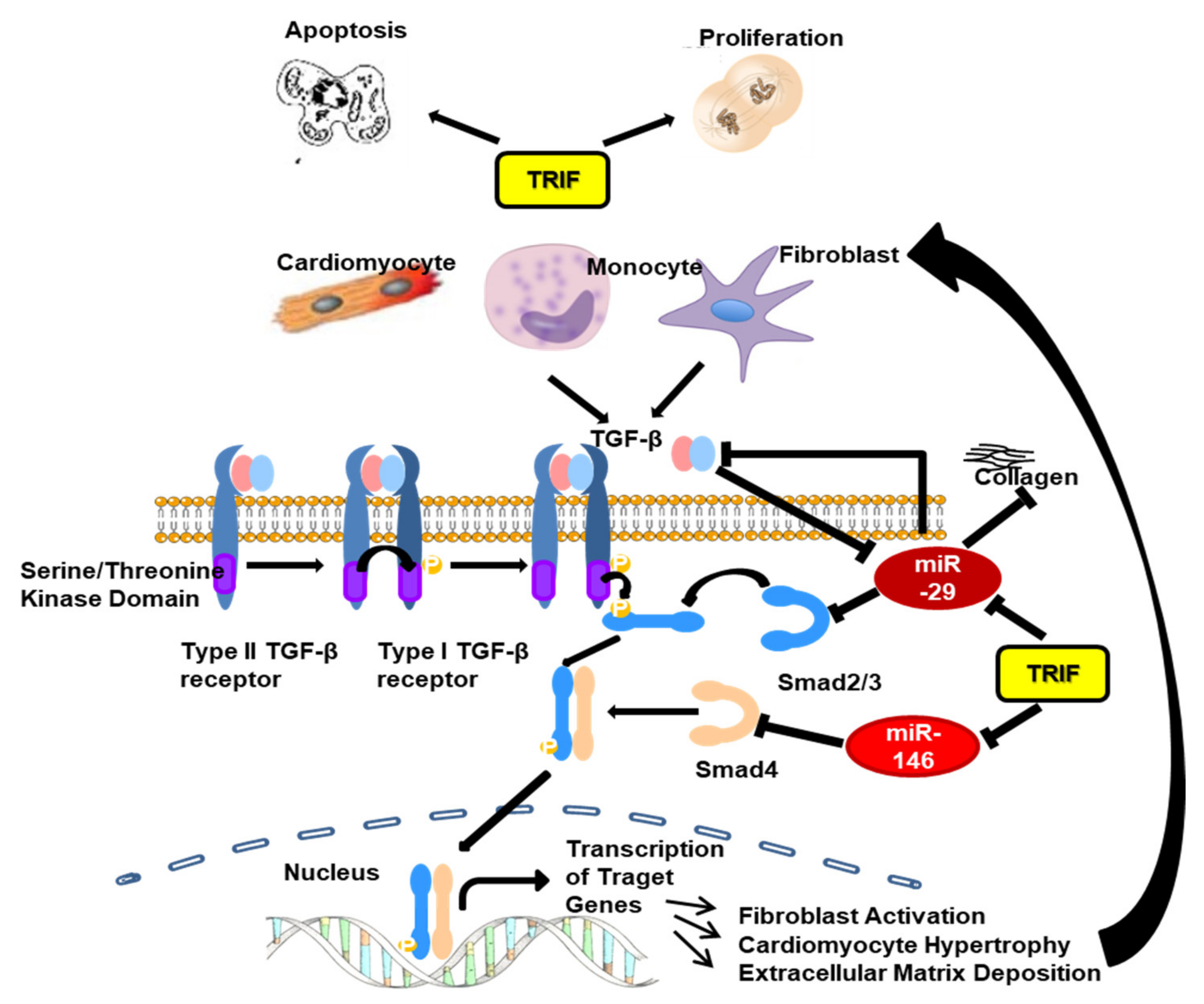 Inhibition of TRIF-Dependent Inflammation Decelerates Afterload-Induced ...