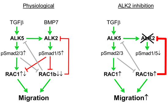 Suppressive Role of ACVR1/ALK2 in Basal and TGFβ1-Induced Cell ...