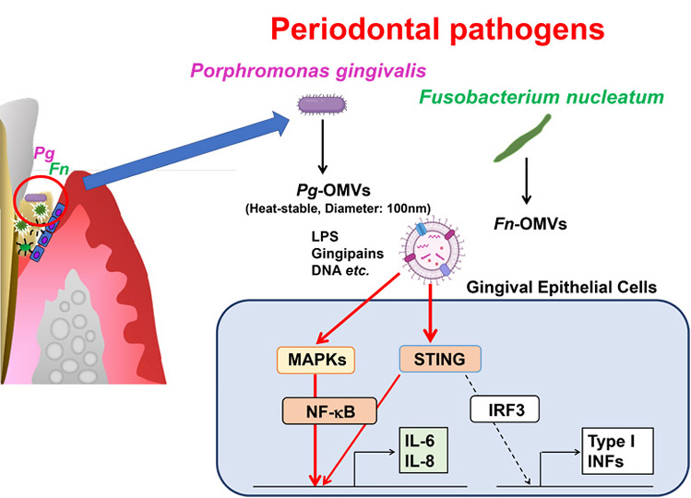 Biomedicines | Free Full-Text | Porphyromonas gingivalis Outer Membrane ...
