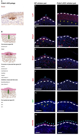 The Transcriptional Regulator Prdm1 Is Essential for the Early ...