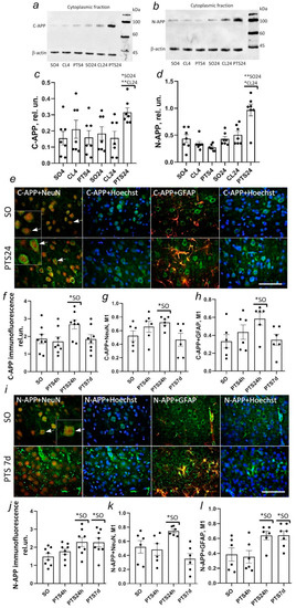 Expression of Amyloid Precursor Protein, Caveolin-1, Alpha-, Beta-, and ...
