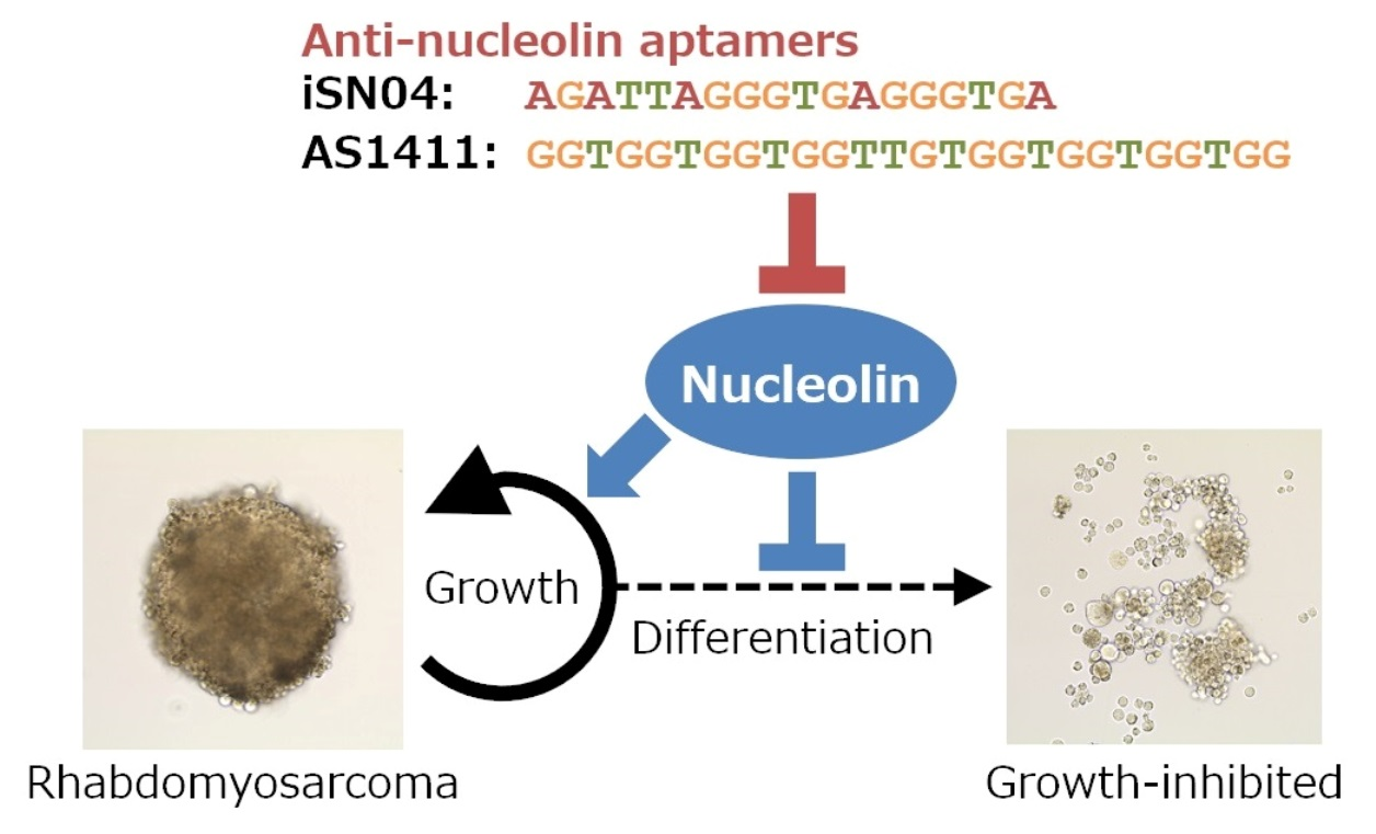Biomedicines | Free Full-Text | Myogenetic Oligodeoxynucleotides as ...