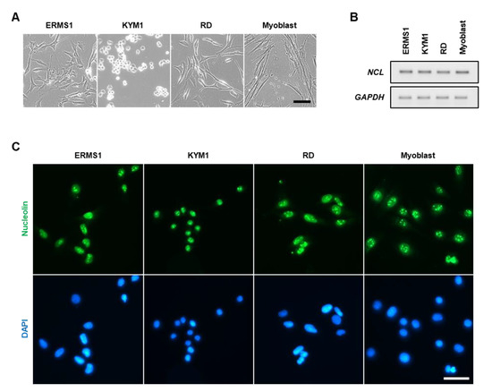Biomedicines | Free Full-Text | Myogenetic Oligodeoxynucleotides as ...