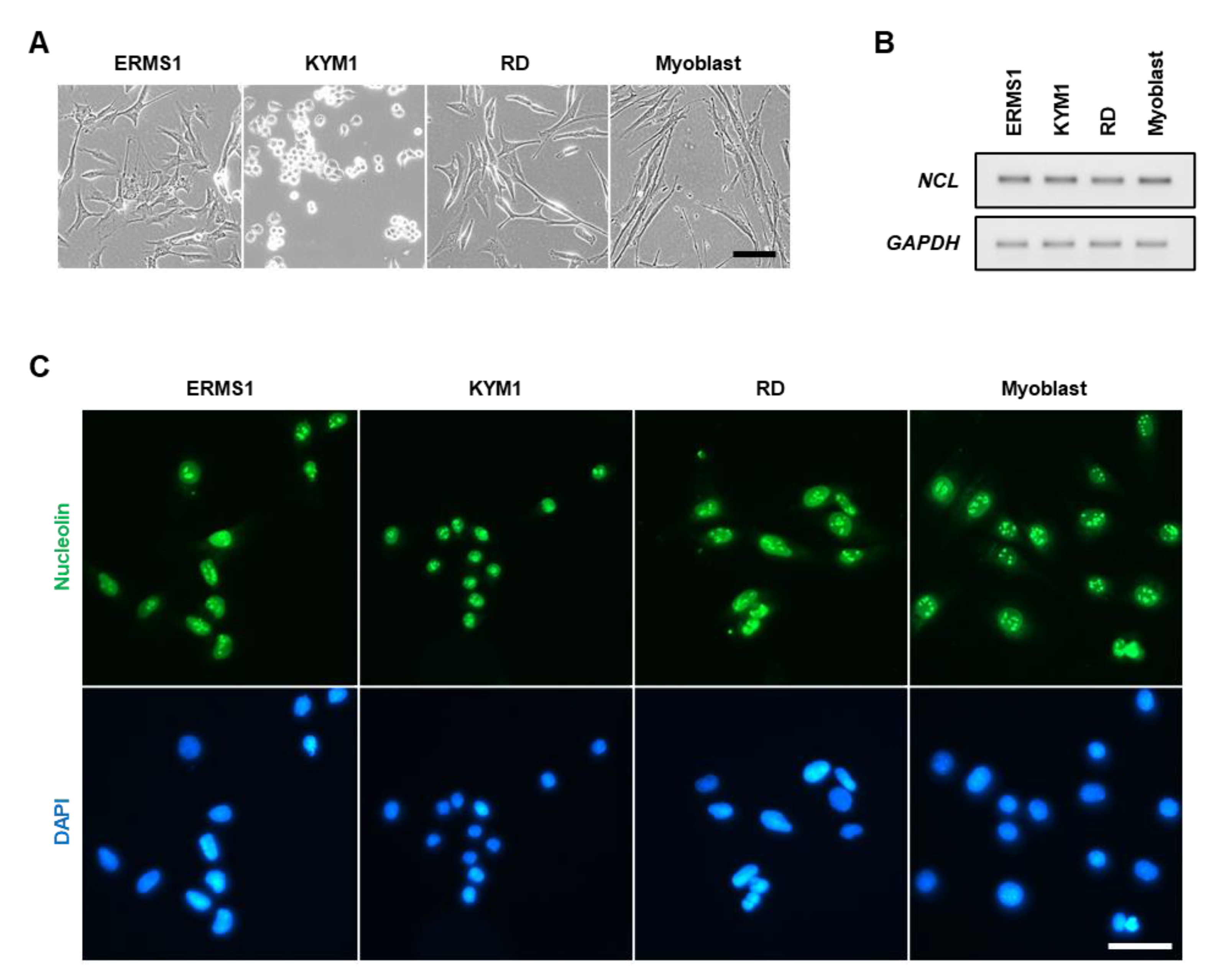 Myogenetic Oligodeoxynucleotides as Anti-Nucleolin Aptamers Inhibit the ...