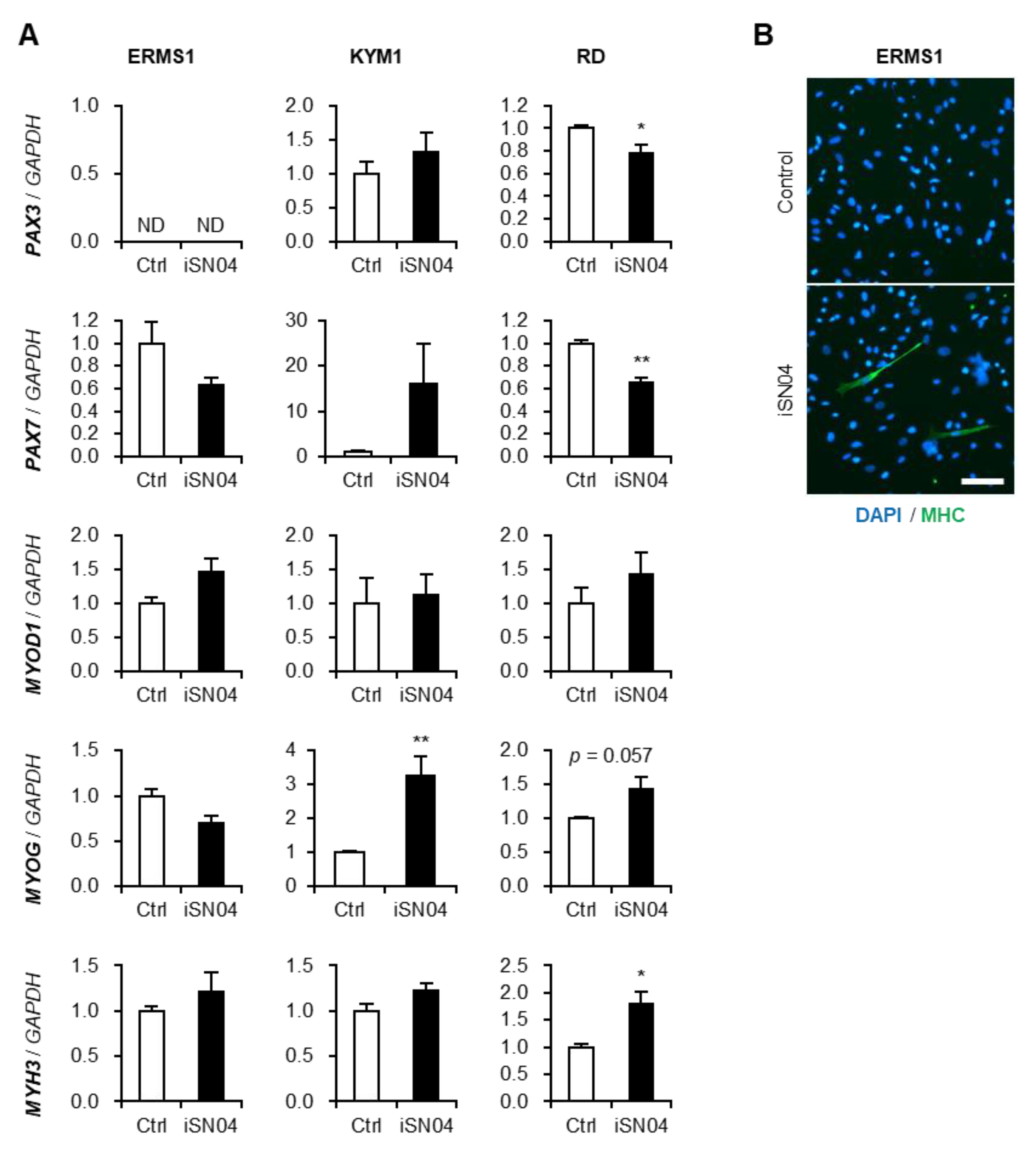 Myogenetic Oligodeoxynucleotides as Anti-Nucleolin Aptamers Inhibit the ...