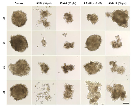 Myogenetic Oligodeoxynucleotides as Anti-Nucleolin Aptamers Inhibit the ...