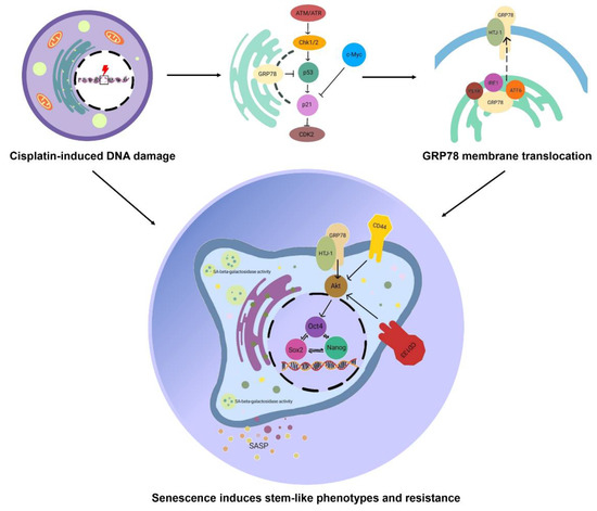 Cisplatin Induces Senescent Lung Cancer Cell-Mediated Stemness ...