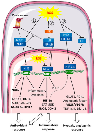 Wound Healing versus Metastasis: Role of Oxidative Stress