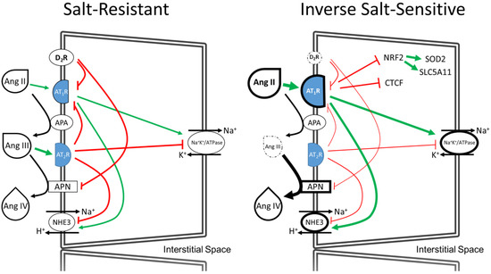 Biomedicines | Free Full-Text | Inverse Salt Sensitivity of Blood ...
