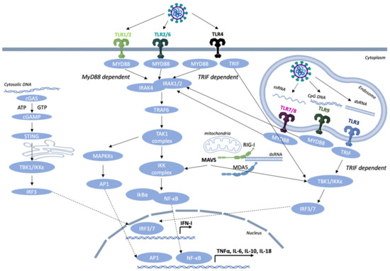 Antiviral Innate Immune Responses in Autoimmunity: Receptors, Pathways ...