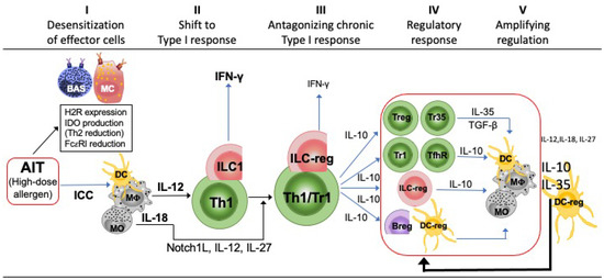How the Immune System Responds to Allergy Immunotherapy