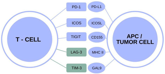 The Role of TIM-3 and LAG-3 in the Microenvironment and Immunotherapy ...