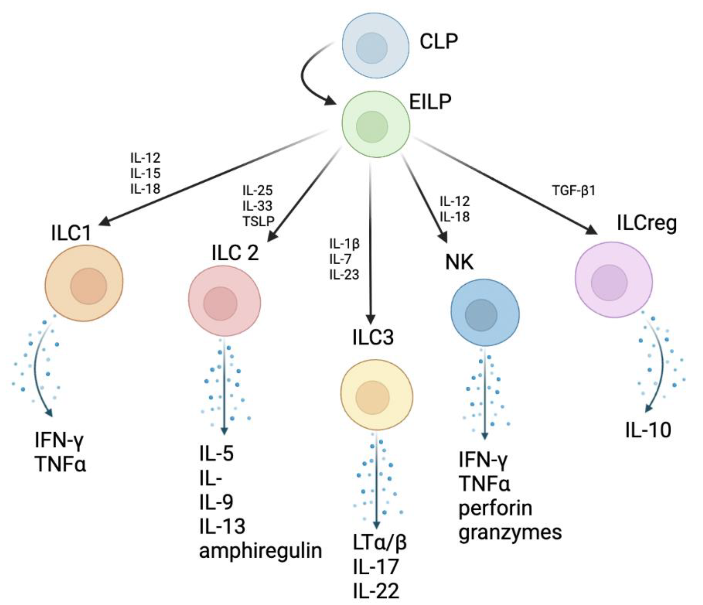 Immunologic Role Of Innate Lymphoid Cells Against Mycobacterial