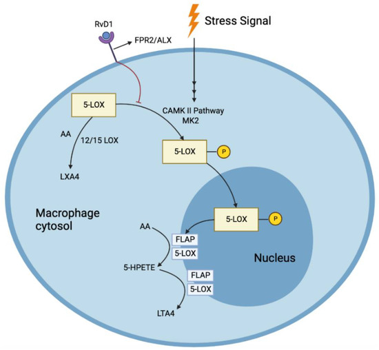 Critical Role of Inflammation and Specialized Pro-Resolving Mediators ...