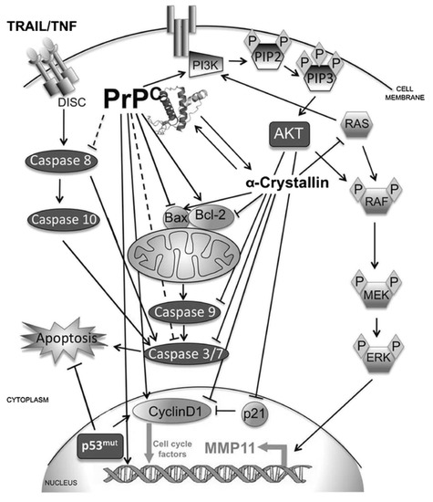 Cellular Prion Protein Role in Cancer Biology: Is It A Potential ...