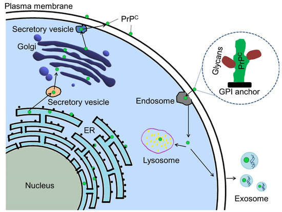 Cellular Prion Protein Role in Cancer Biology: Is It A Potential ...