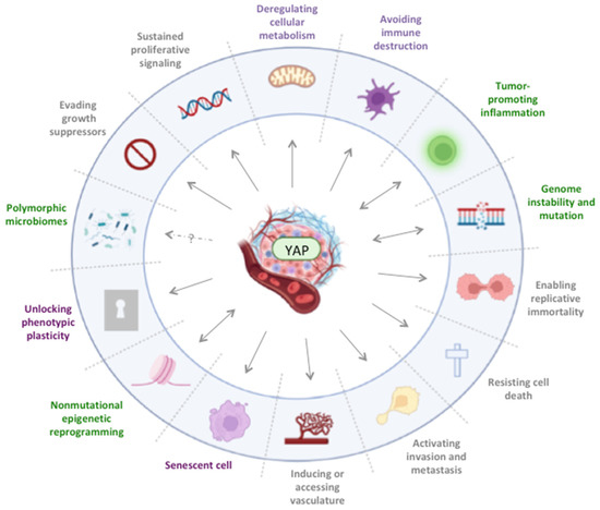 Emerging Role of YAP and the Hippo Pathway in Prostate Cancer
