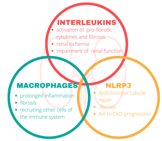New Insights into Molecular Mechanisms of Chronic Kidney Disease
