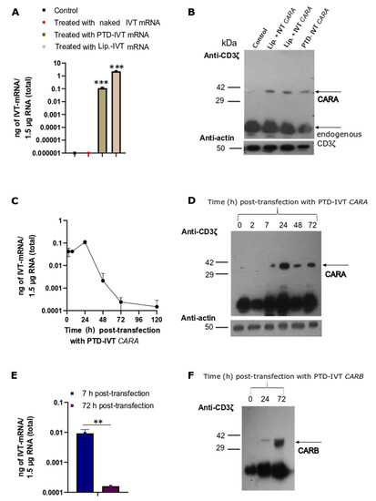 An Innovative PTD-IVT-mRNA Delivery Platform for CAR Immunotherapy of ...