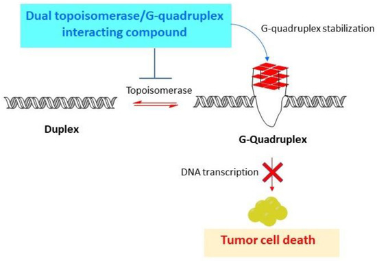 Dual Targeting Topoisomerase/G-Quadruplex Agents in Cancer Therapy—An Overview