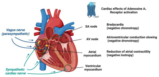 Biomedicines | Free Full-Text | Adenosine and Adenosine Receptors ...