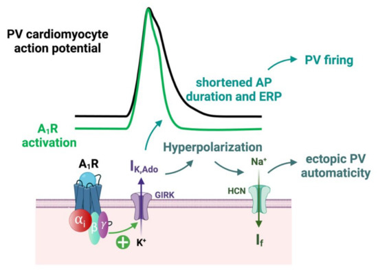 Adenosine and Adenosine Receptors: Advances in Atrial Fibrillation