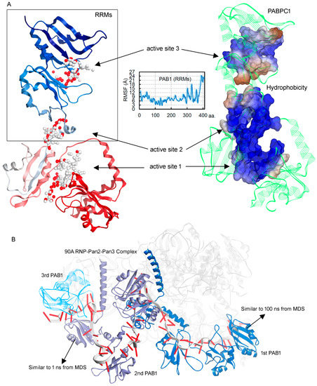 The Binding Specificity of PAB1 with Poly(A) mRNA, Regulated by Its ...