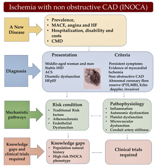 Pathophysiology and Outcomes of Endothelium Function in Coronary ...