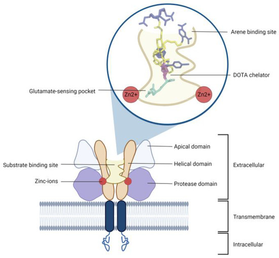 Pharmacological Optimization of PSMA-Based Radioligand Therapy