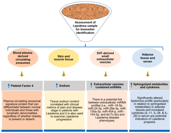 Lipedema: Insights into Morphology, Pathophysiology, and Challenges