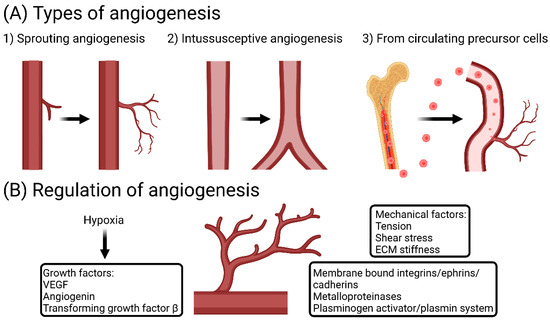 Succinate at the Crossroad of Metabolism and Angiogenesis: Roles of SDH ...