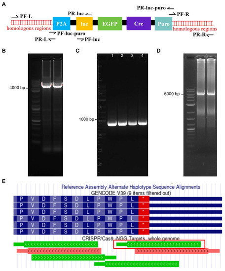 Generation of Endogenous Promoter-Driven Luciferase Reporter System ...